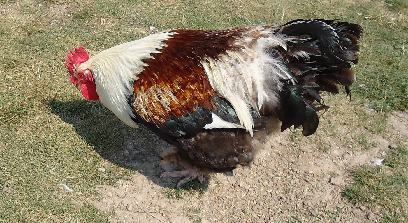 Un poulailler géant au centre-ville de Bitche - BLE Lorraine