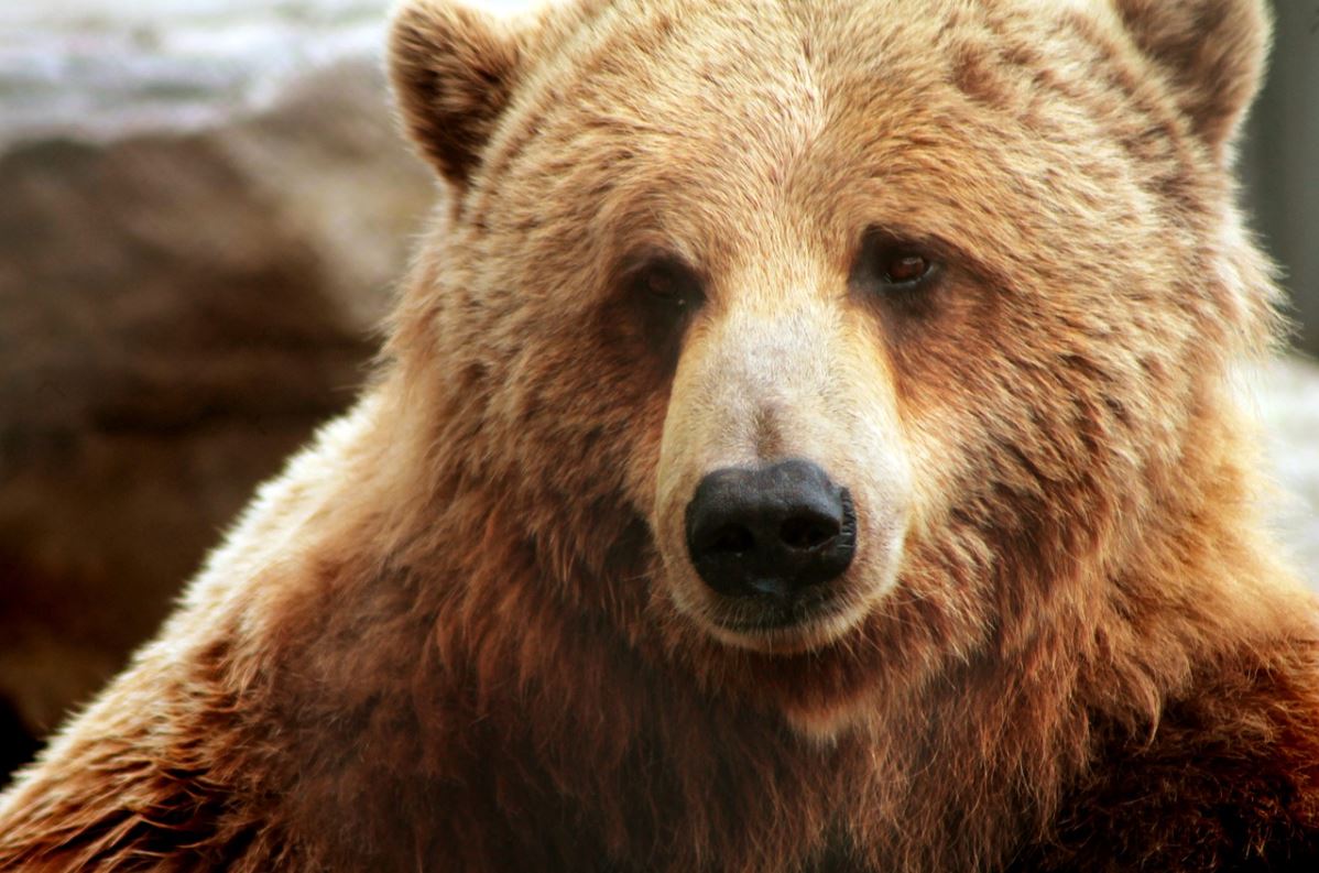 Des ours des Ducs de Lorraine - BLE Lorraine