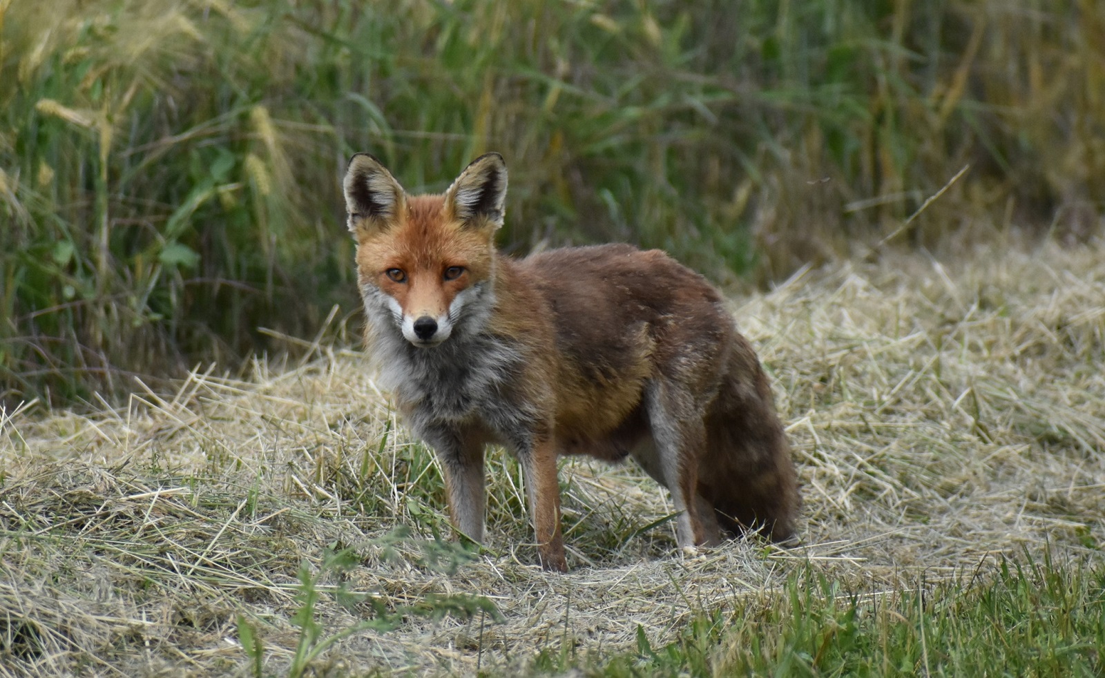 Le renard roux en Lorraine - BLE Lorraine