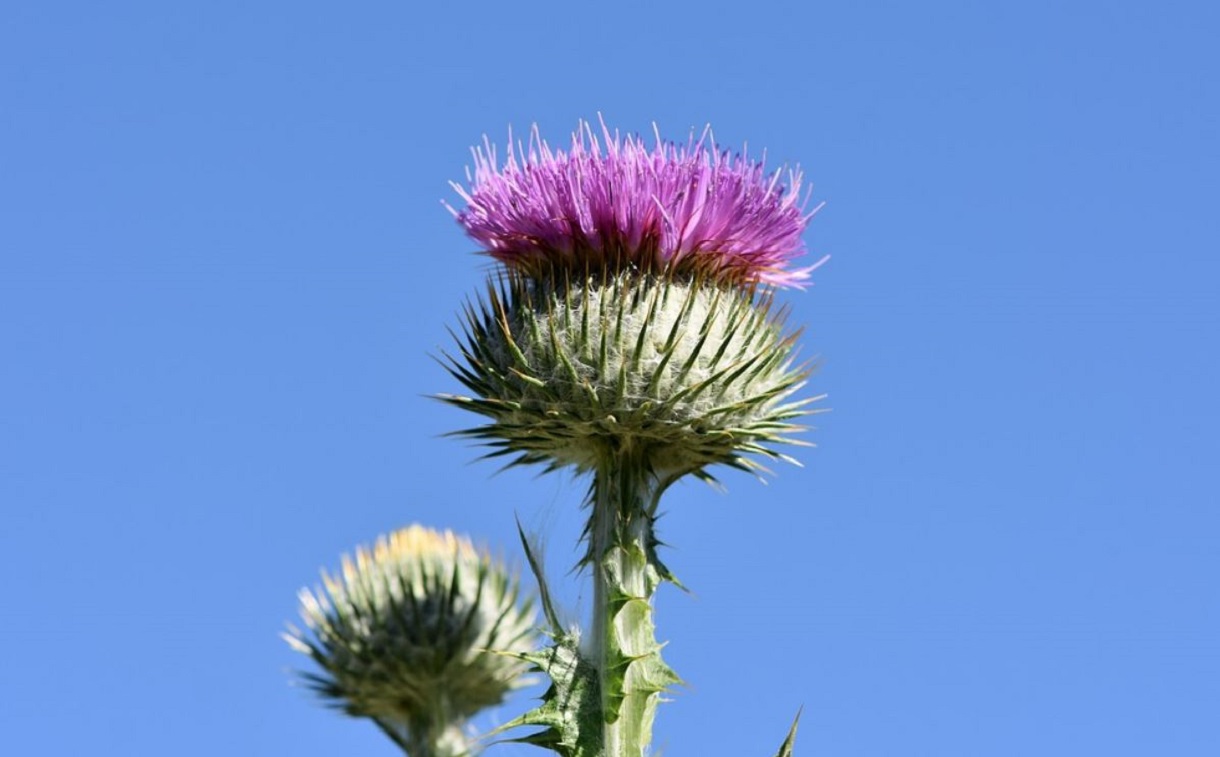 Le chardon comme symbole de la Lorraine - BLE Lorraine