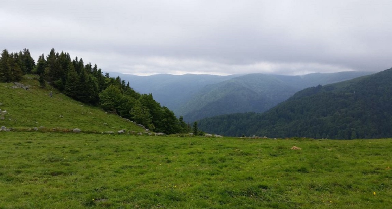 La forêt vosgienne du Grand Ventron inscrite au patrimoine mondial de l ...
