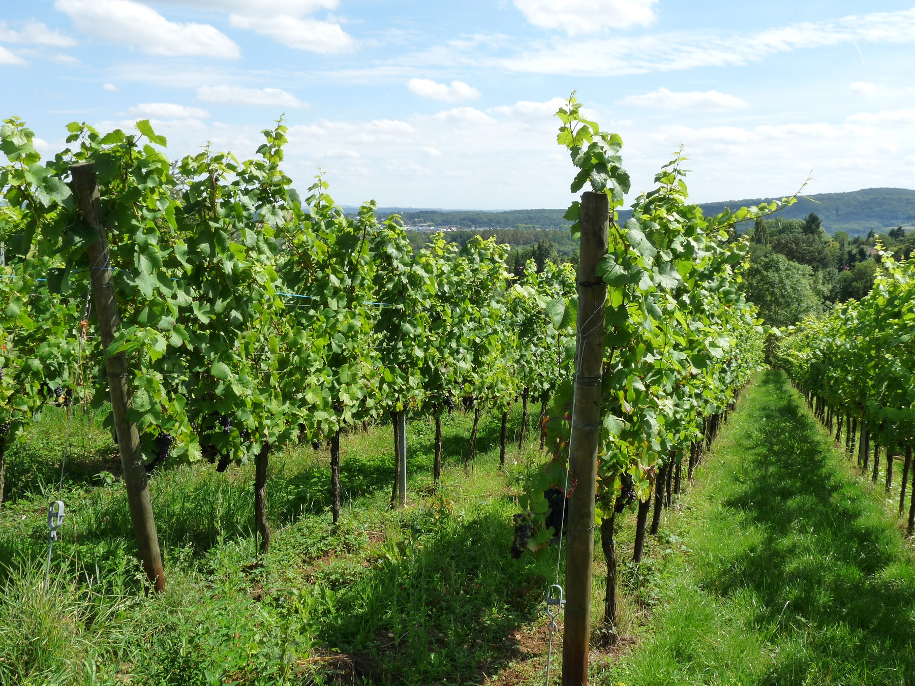 Une IGP Lorraine pour les vins effervescents des vignobles lorrains ...