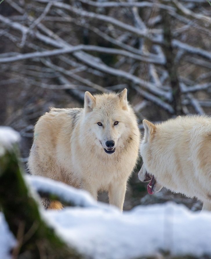 Nouvelle meute de loups blancs à Sainte-Croix - BLE Lorraine