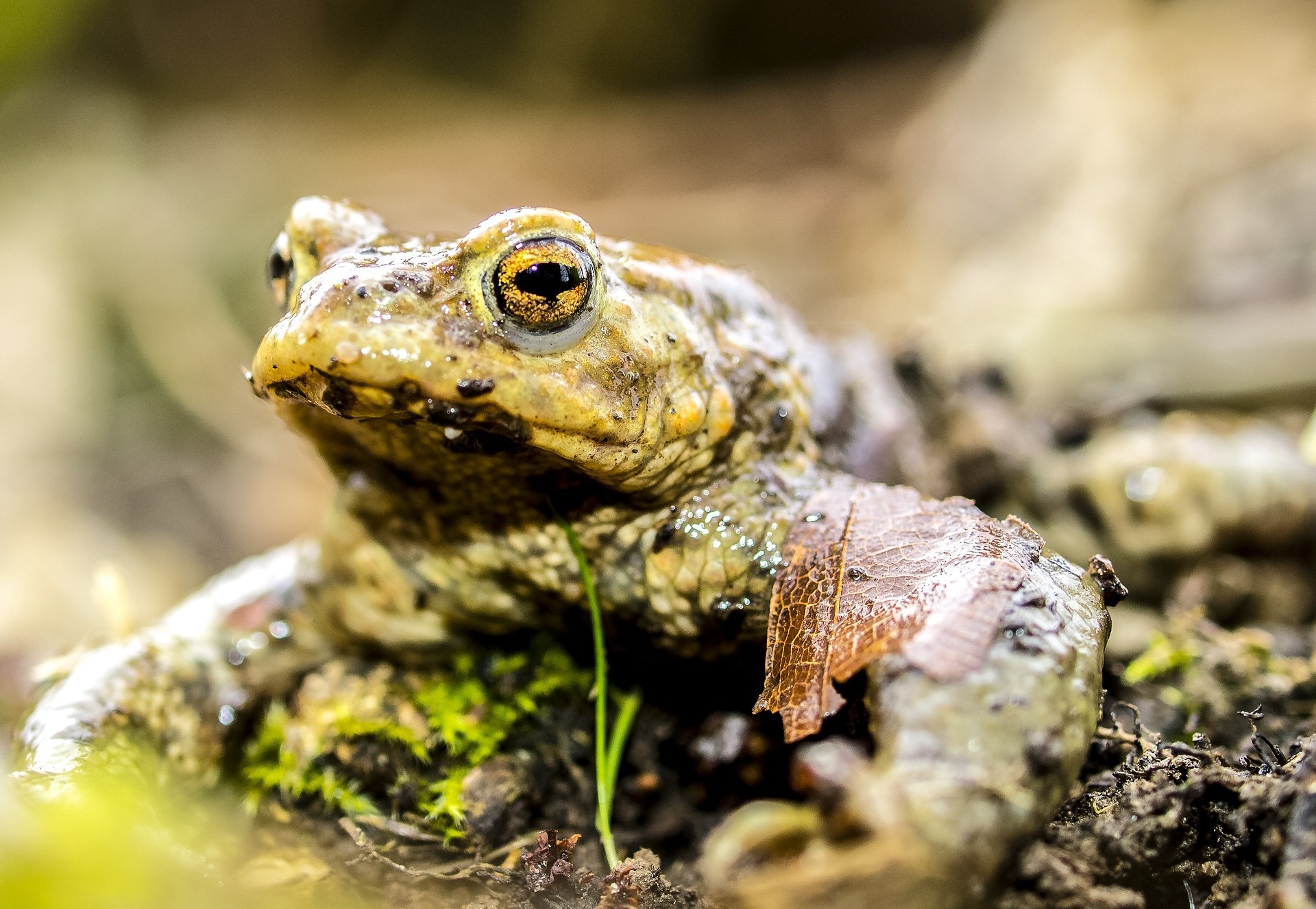 Symbole du crapaud dans le folklore lorrain - BLE Lorraine