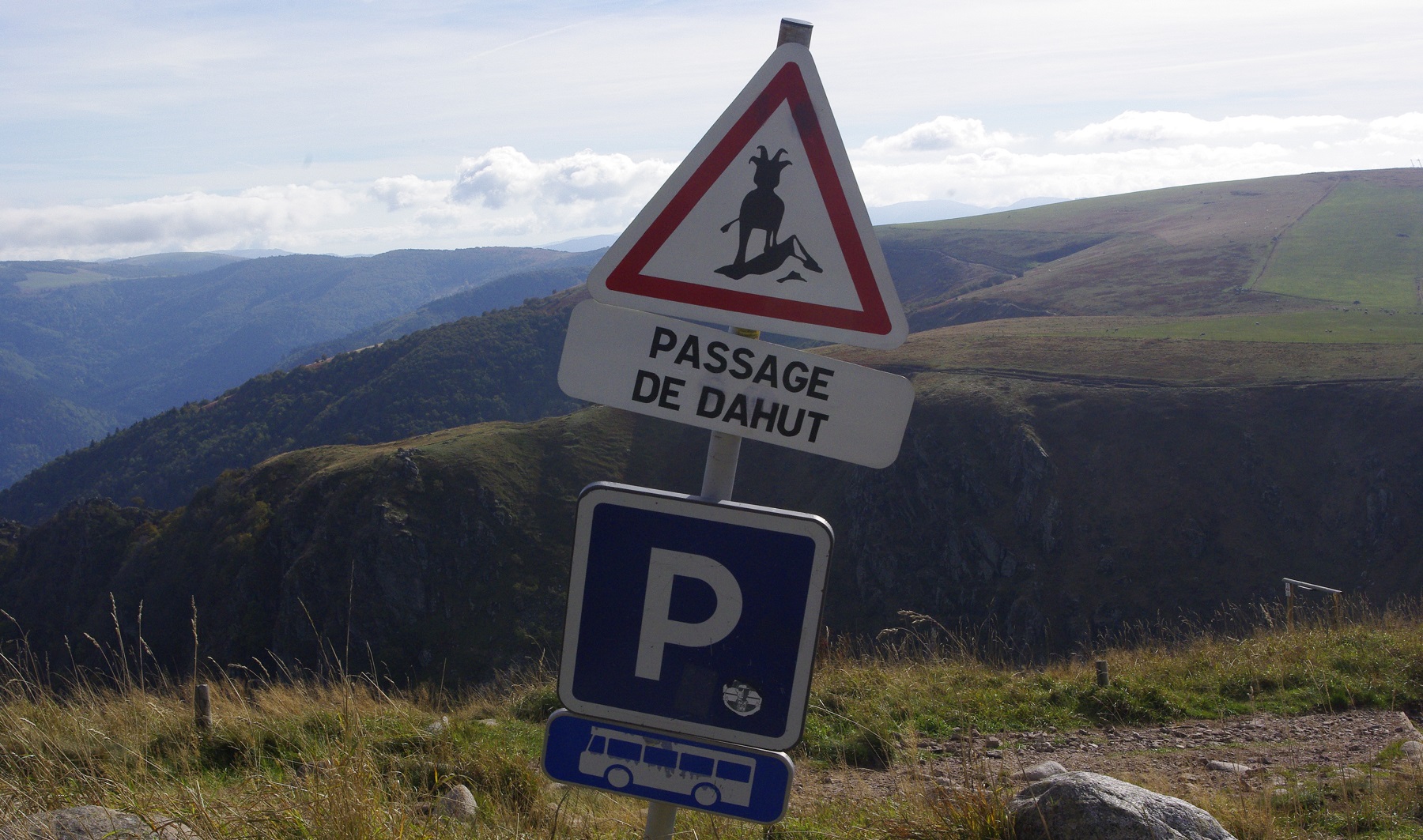 Des prothèses en bois pour sauver les dahuts des Vosges - BLE Lorraine